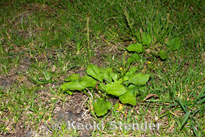 Plantaginaceae, Plantain Family